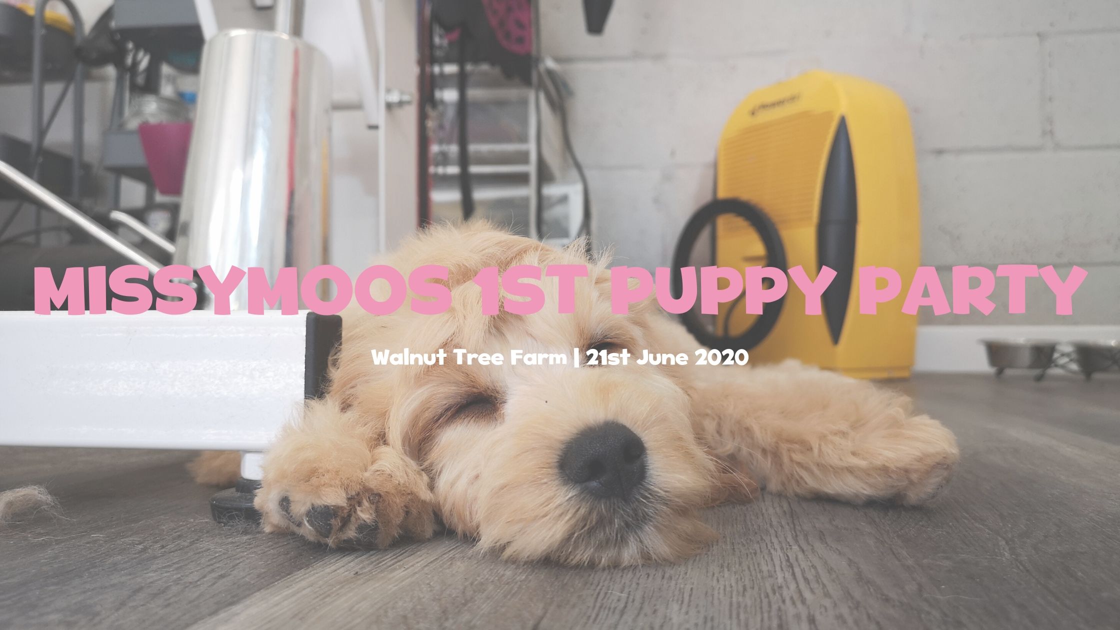 Missy Moos First Puppy Party – Dog Grooming Newport, Dog Grooming ...