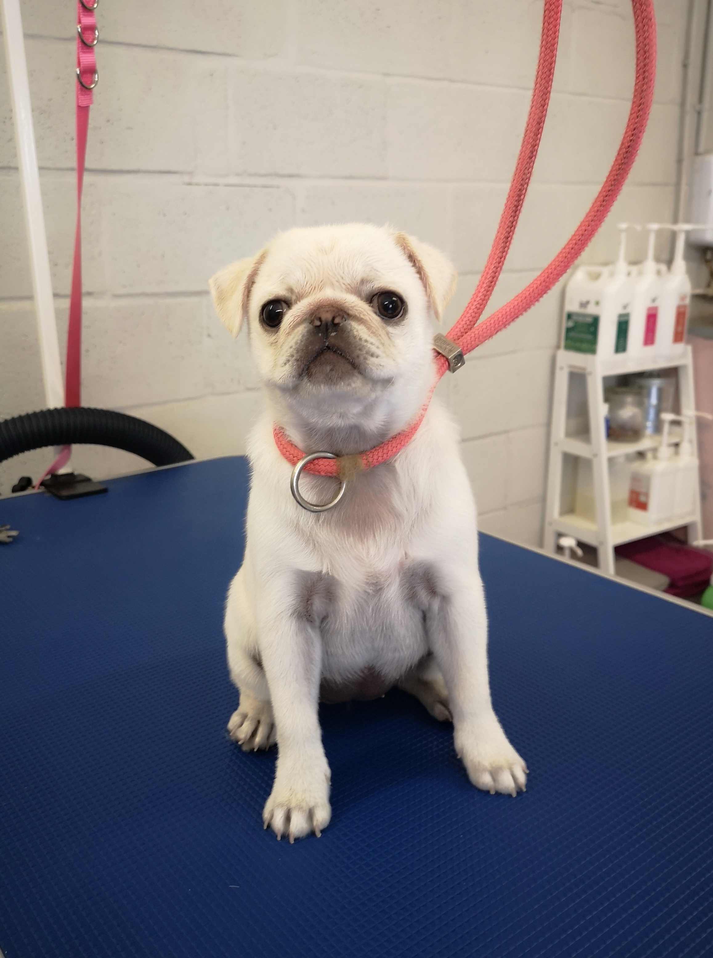 Missy Moos First Puppy Party – Dog Grooming Newport, Dog Grooming ...