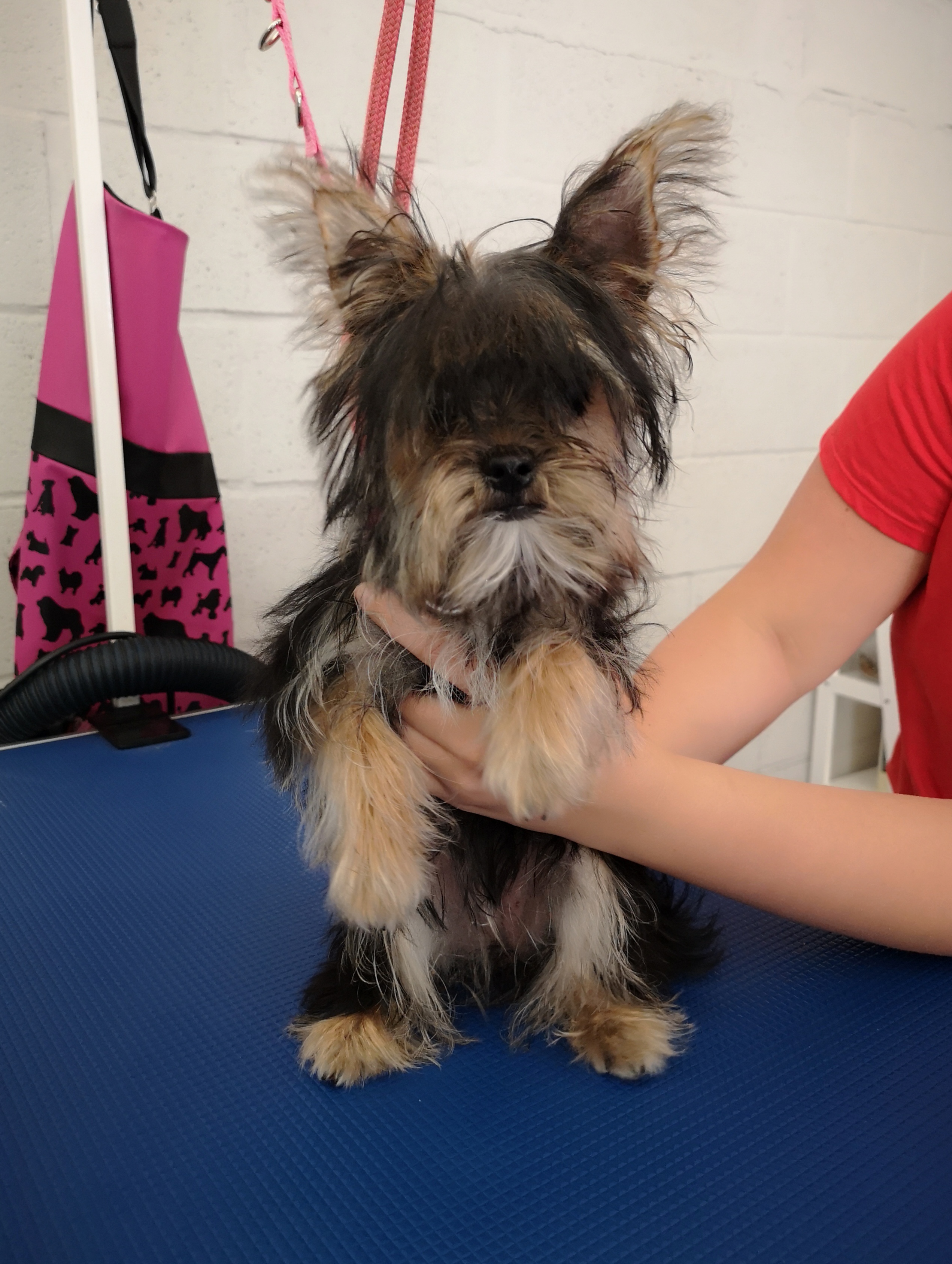 Missy Moos First Puppy Party – Dog Grooming Newport, Dog Grooming ...