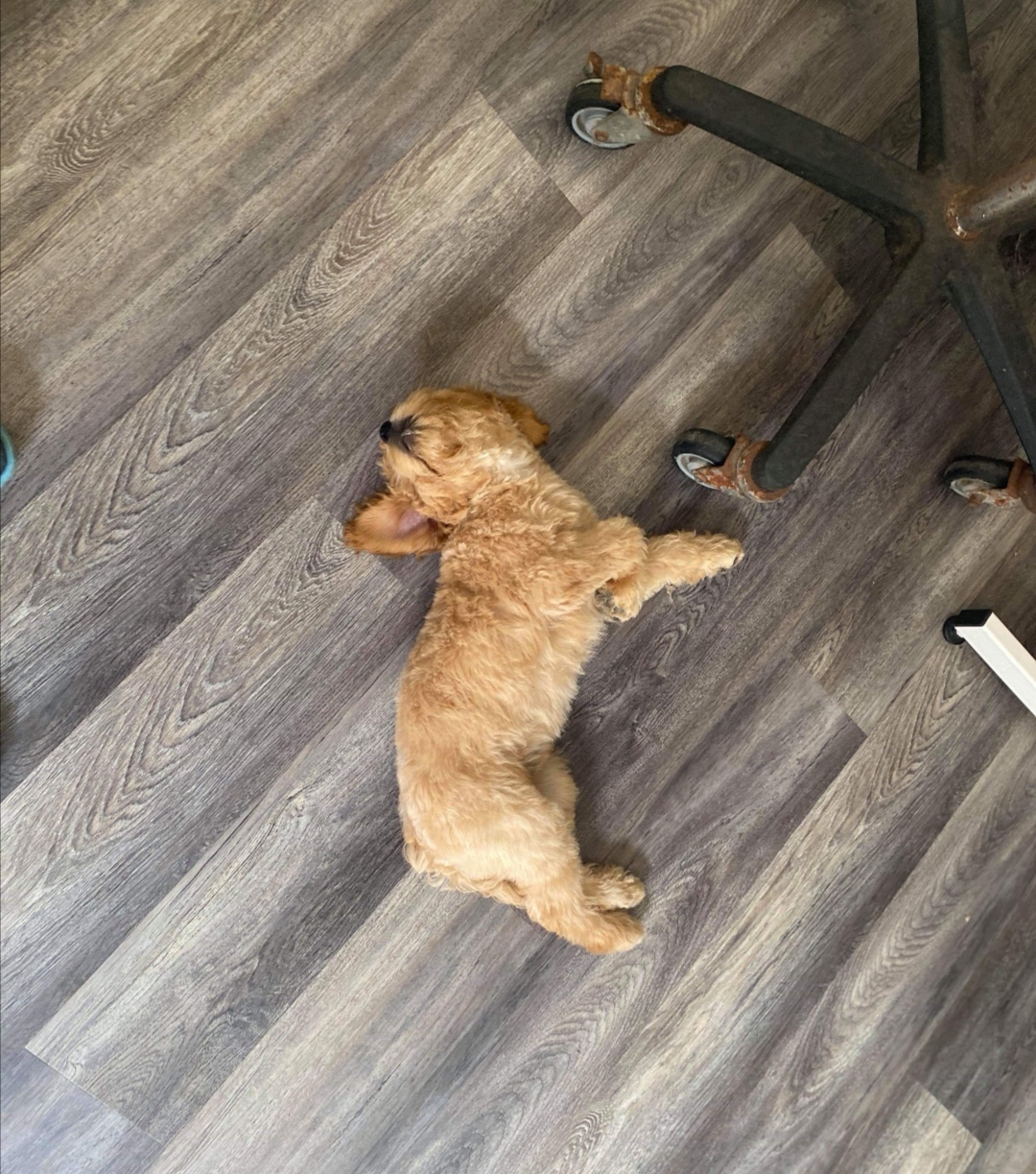 Missy Moos First Puppy Party – Dog Grooming Newport, Dog Grooming ...