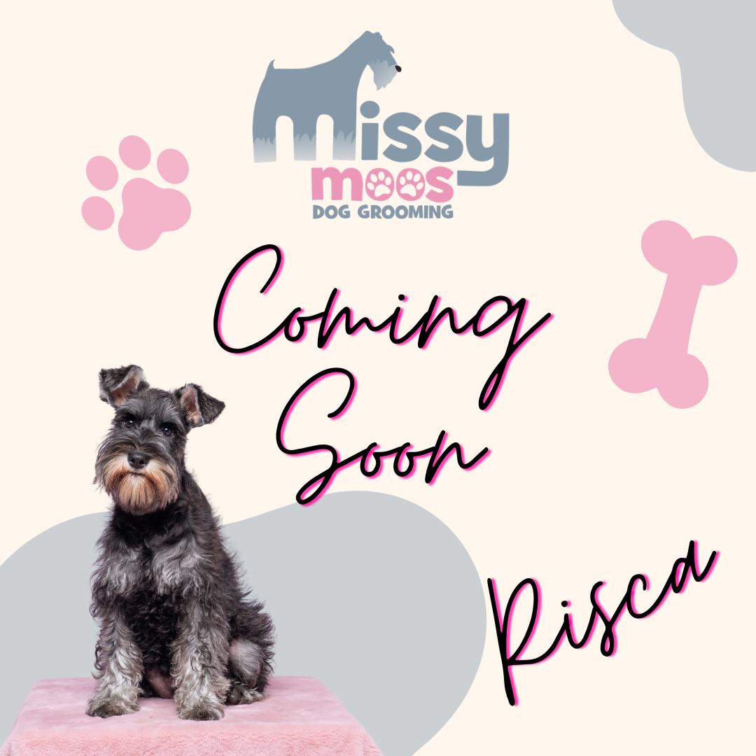 New Salon Coming Soon to Risca – Dog Grooming Newport, Dog Grooming ...